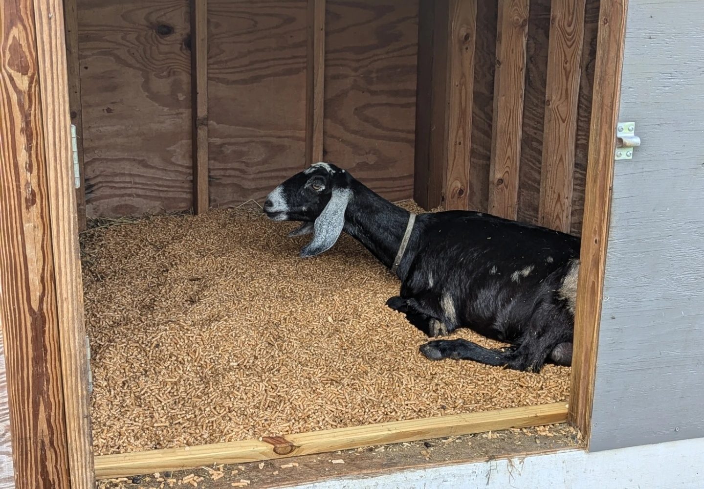 Important Goat Illness Information - Bystander Farm
