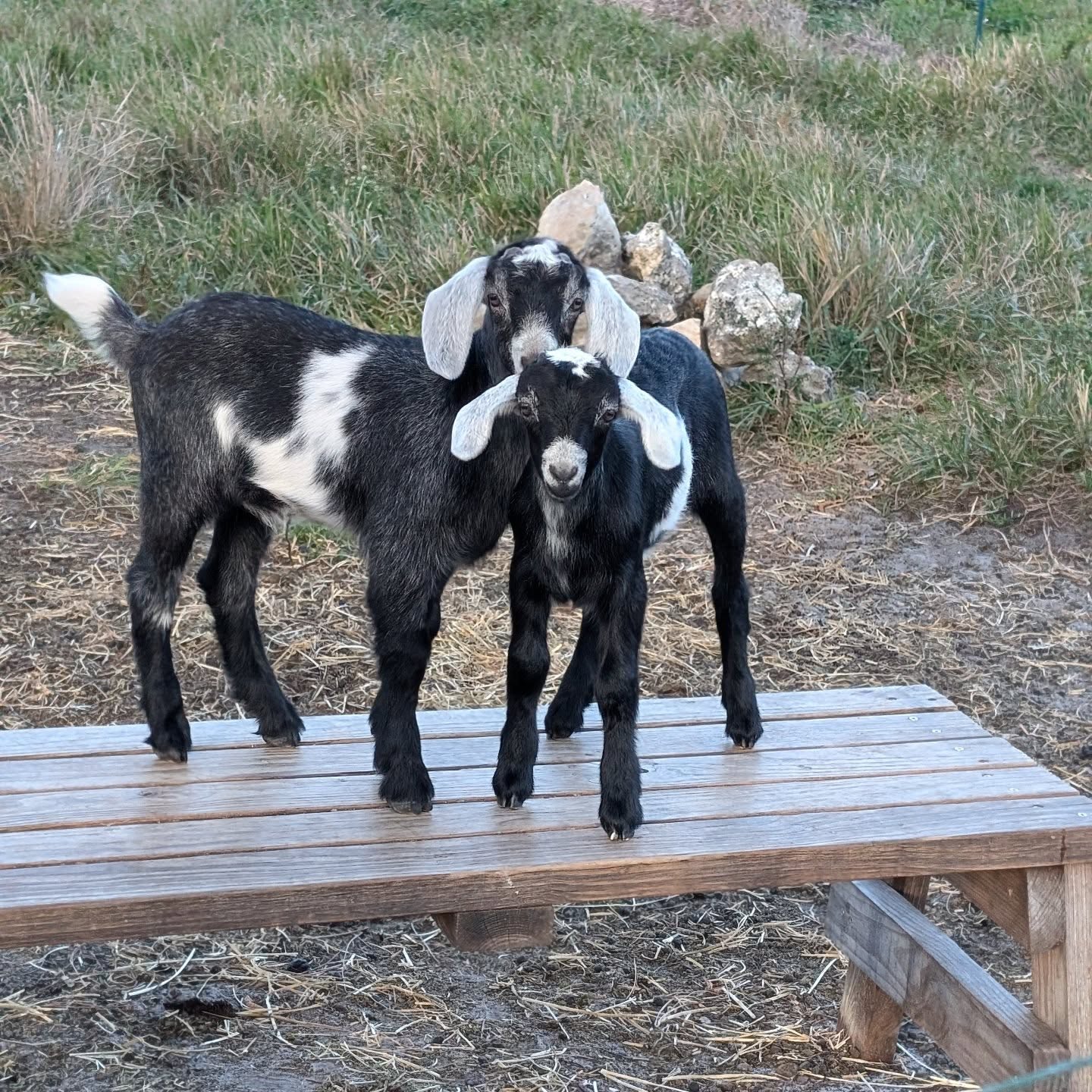 A Beginner’s Guide to Mini Goats - Bystander Farm