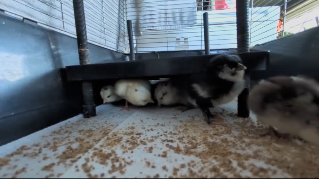 How to Take Care of Day-Old Chicks: A Beginner’s Guide - Bystander Farm